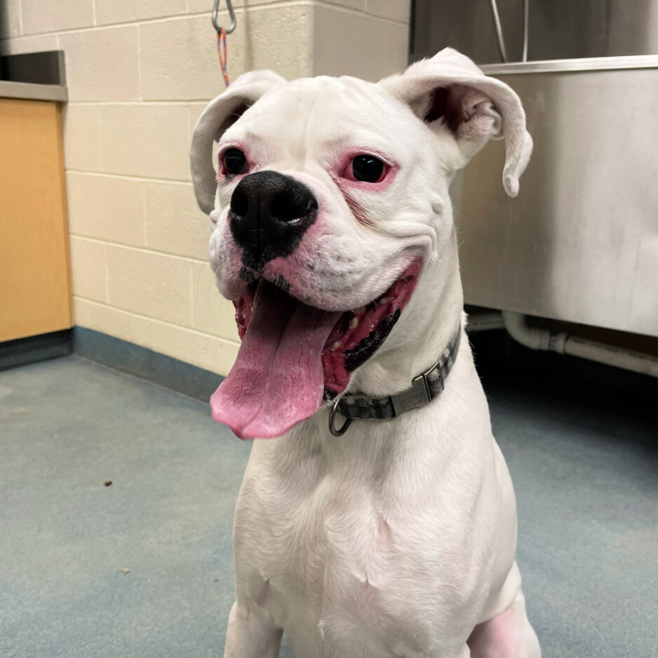 Pet of the Week: Chance | News, Sports, Jobs - Daily Herald